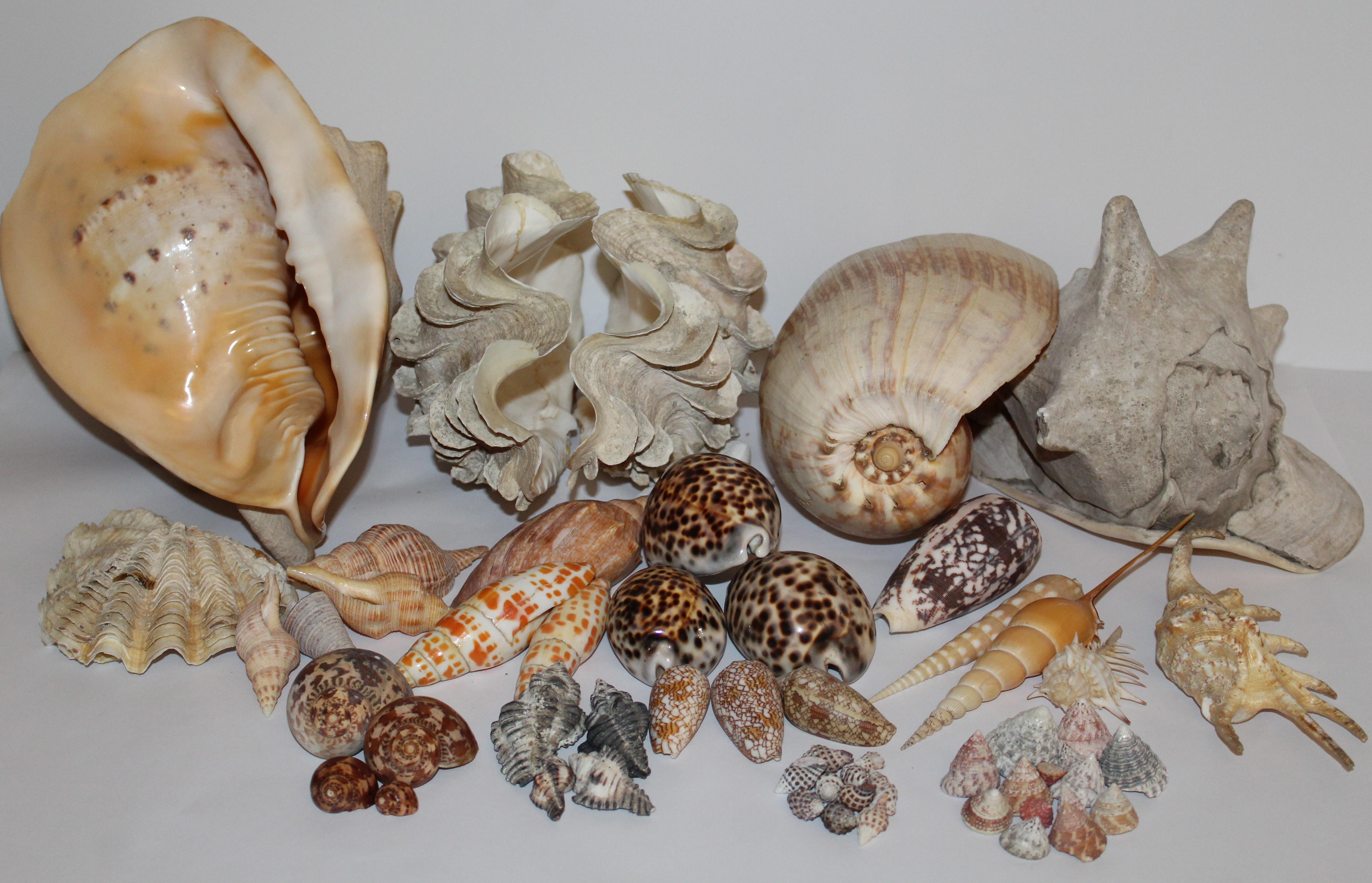 Da Giacarta Al Museo Craveri Donata Preziosa Collezione Di Conchiglie